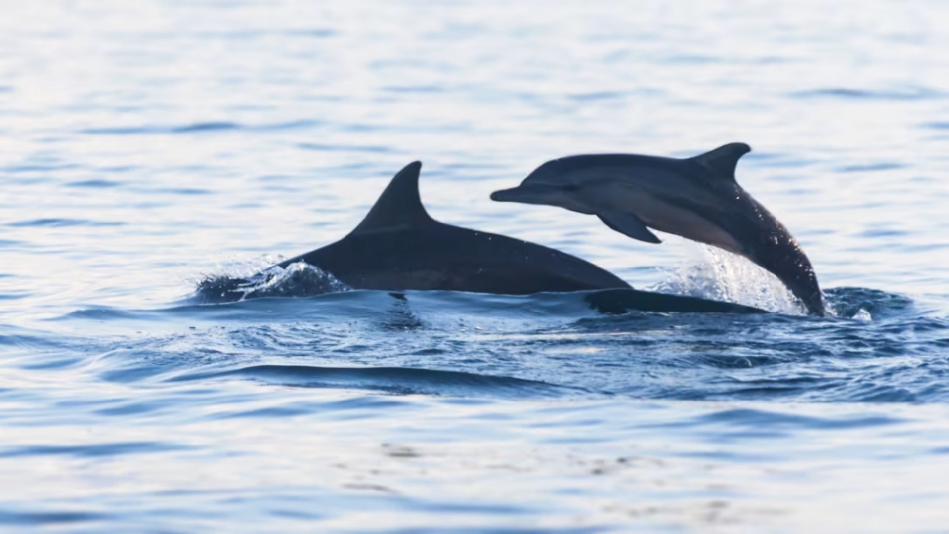Together for the med - Mitigating Dolphin Depredation